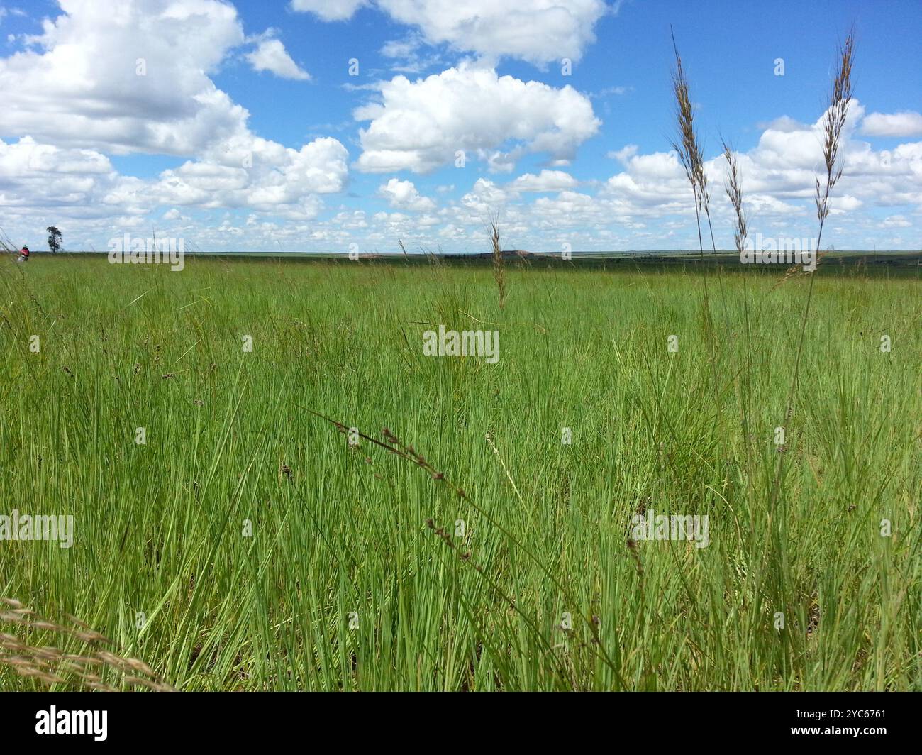 Common Russet Grass (Loudetia simplex) Plantae Stock Photo - Alamy
