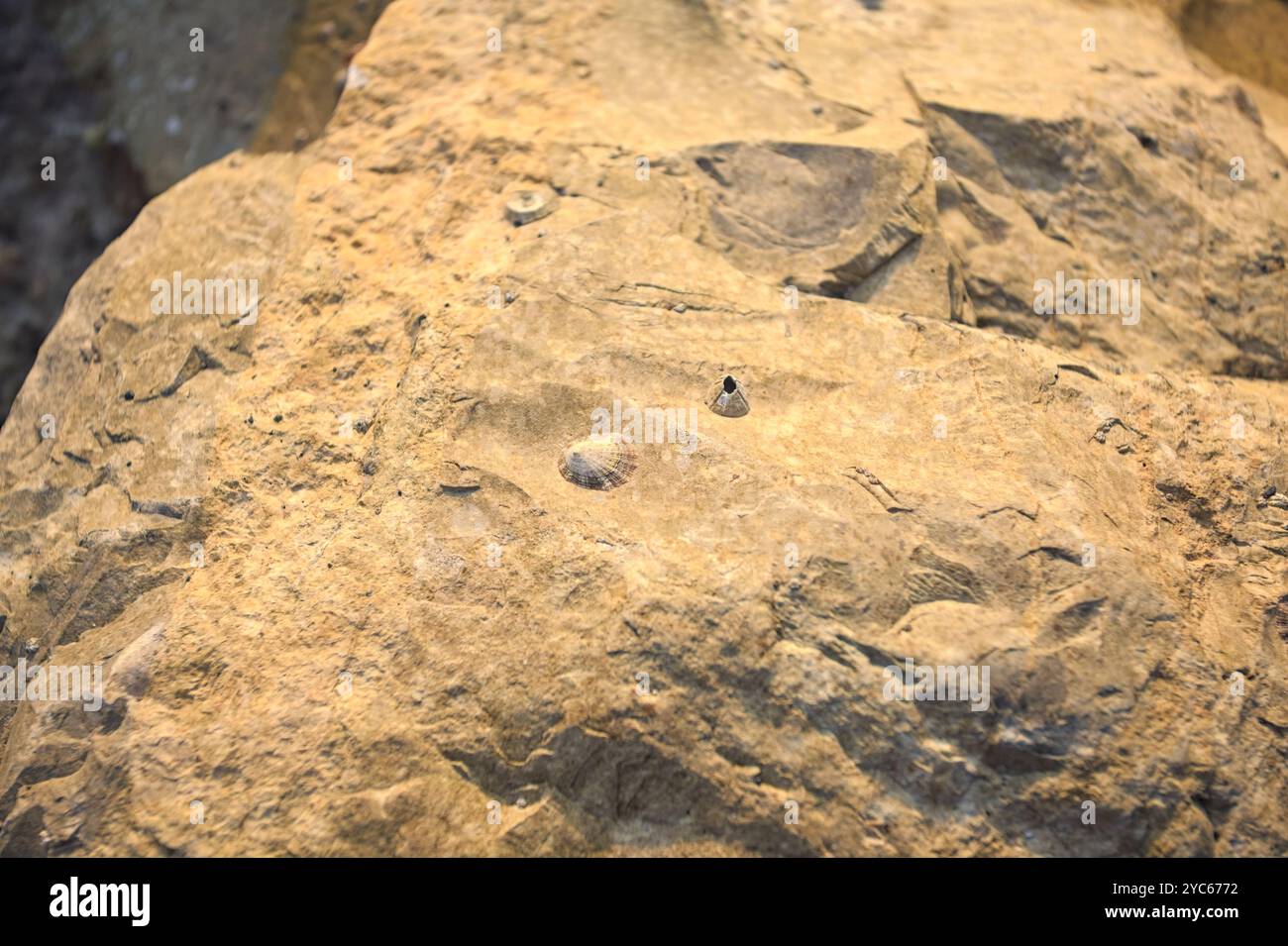 Shells on a rock lit by the sunset sun seen up close Stock Photo - Alamy