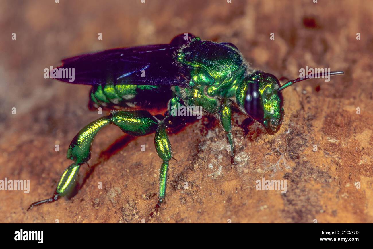 Giant metalic orchard bee (Exaerete frontalis) near Manu National Park ...