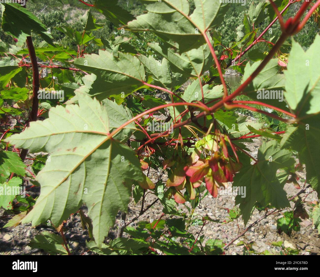 Rocky Mountain maple (Acer glabrum) Plantae Stock Photo - Alamy