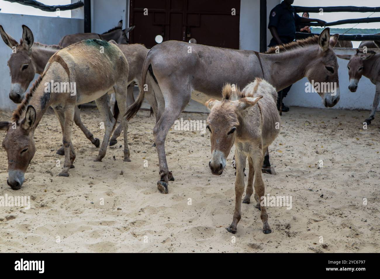 Lamu, Kenya. 17th Oct, 2024. Donkeys are seen at the Donkey Sanctuary ...