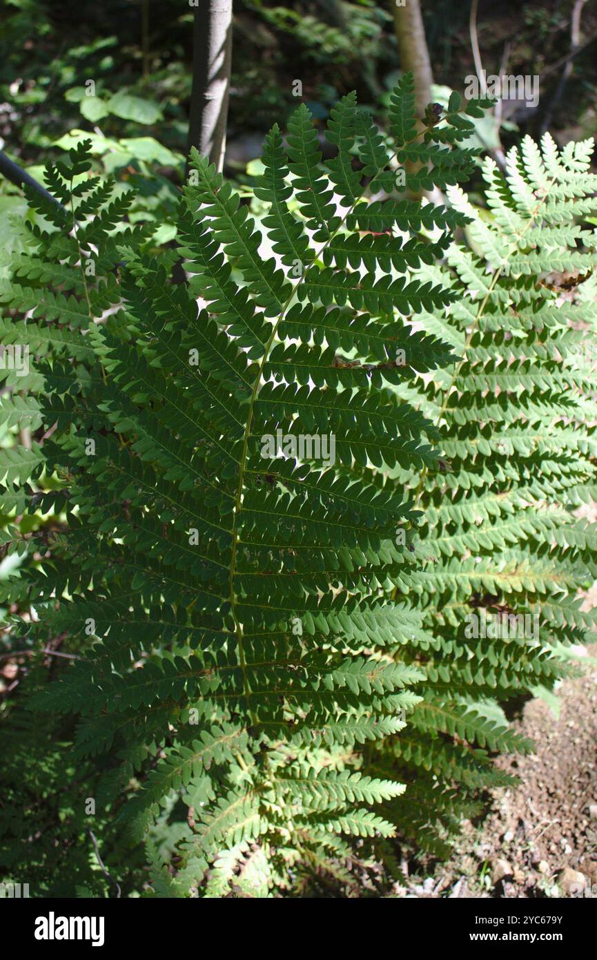 cinnamon fern (Osmundastrum cinnamomeum) Plantae Stock Photo - Alamy
