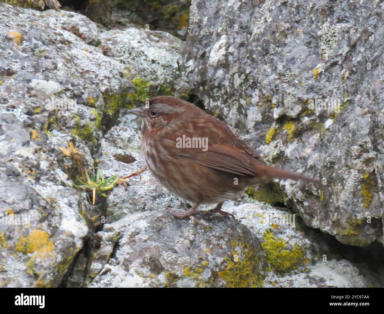 Song Sparrow (Melospiza melodia) Aves Stock Photo - Alamy