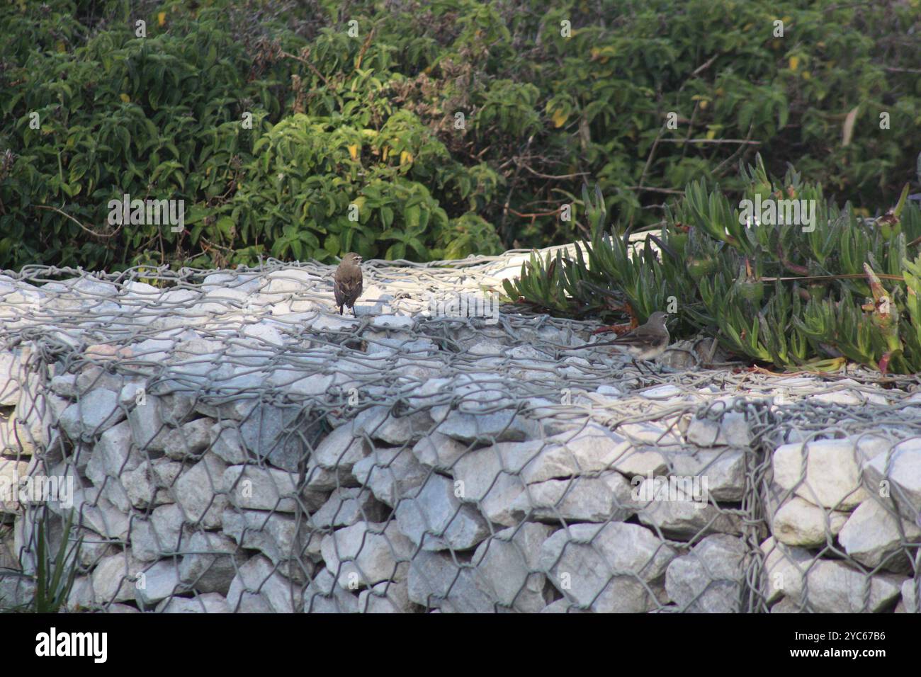 Common Cape Wagtail (Motacilla capensis capensis) Aves Stock Photo - Alamy
