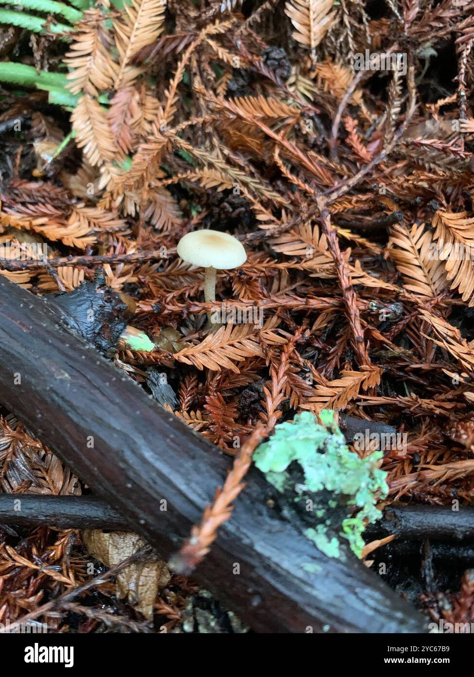 Fragrant Funnel (Clitocybe fragrans) Fungi Stock Photo - Alamy