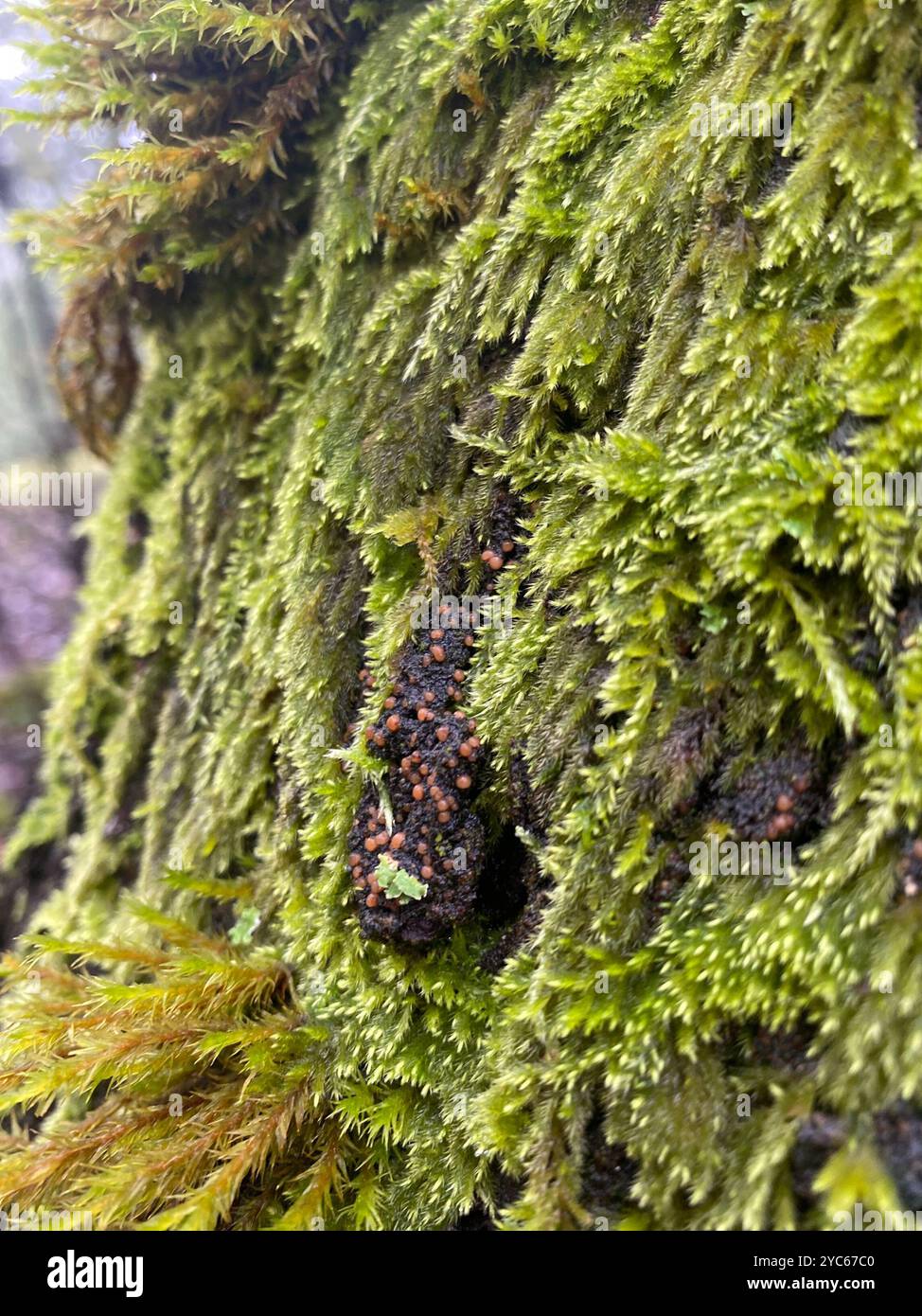 Coral Spot (Nectria cinnabarina) Fungi Stock Photo - Alamy