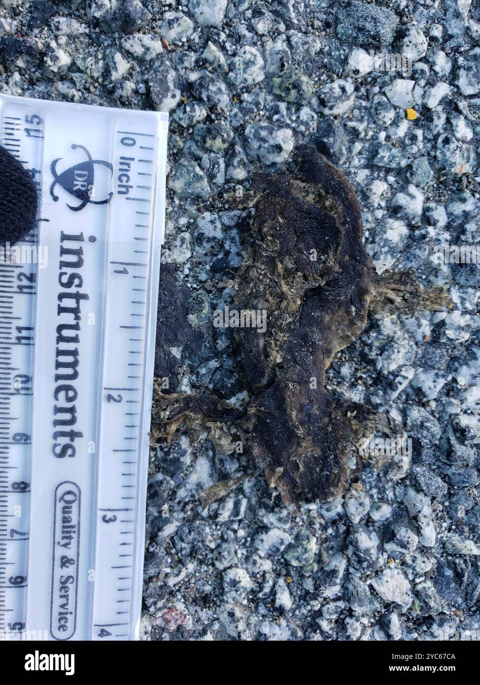 Pacific Newts (Taricha) Amphibia Stock Photo - Alamy