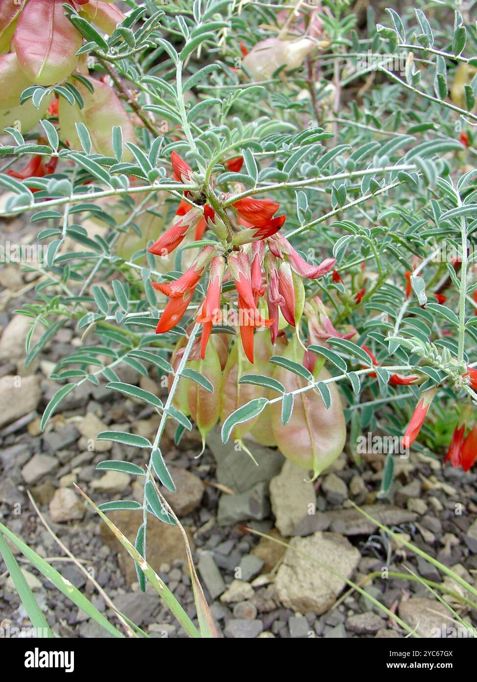 cancer bush (Lessertia frutescens) Plantae Stock Photo - Alamy