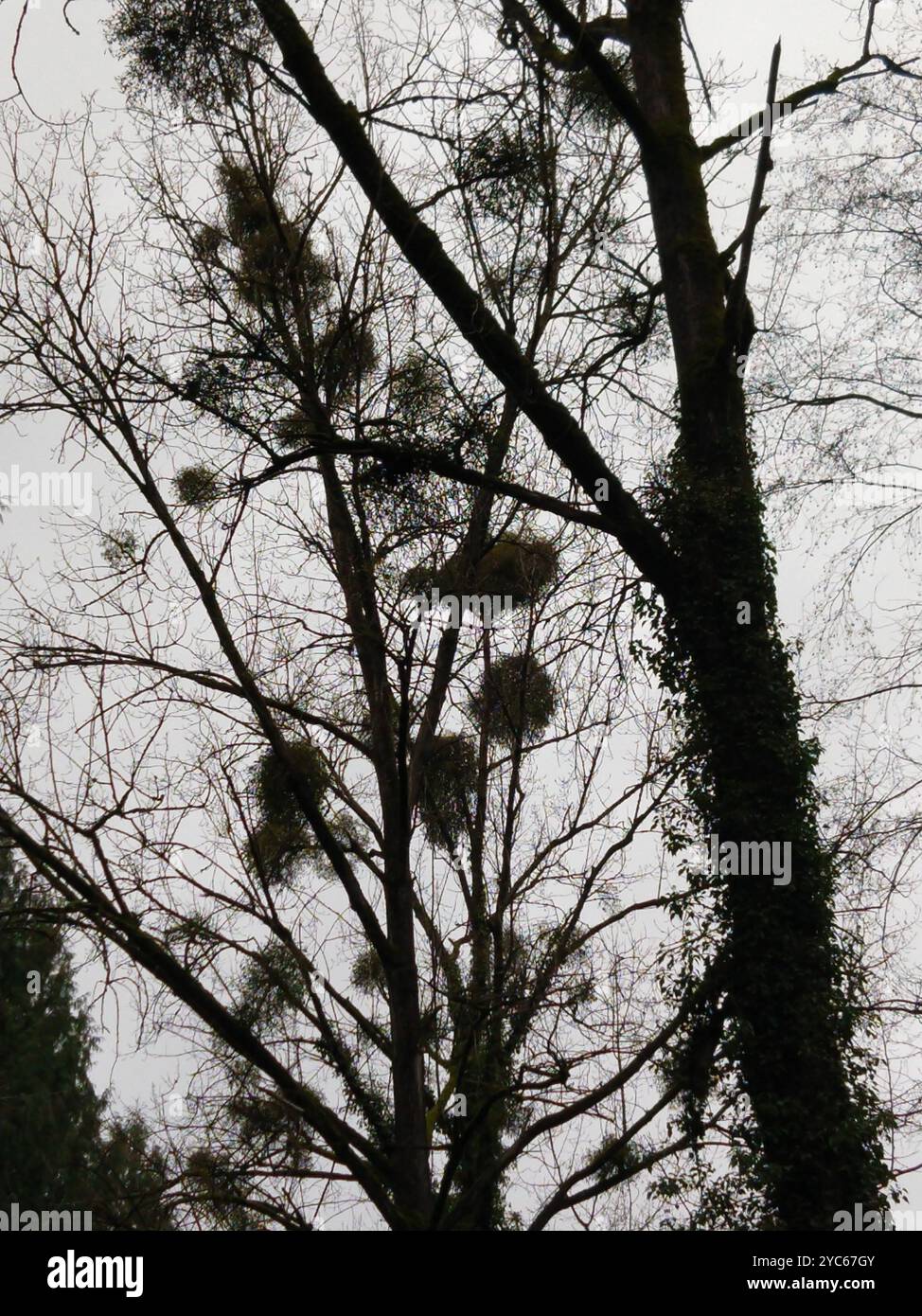 European mistletoe (Viscum album) Plantae Stock Photo - Alamy
