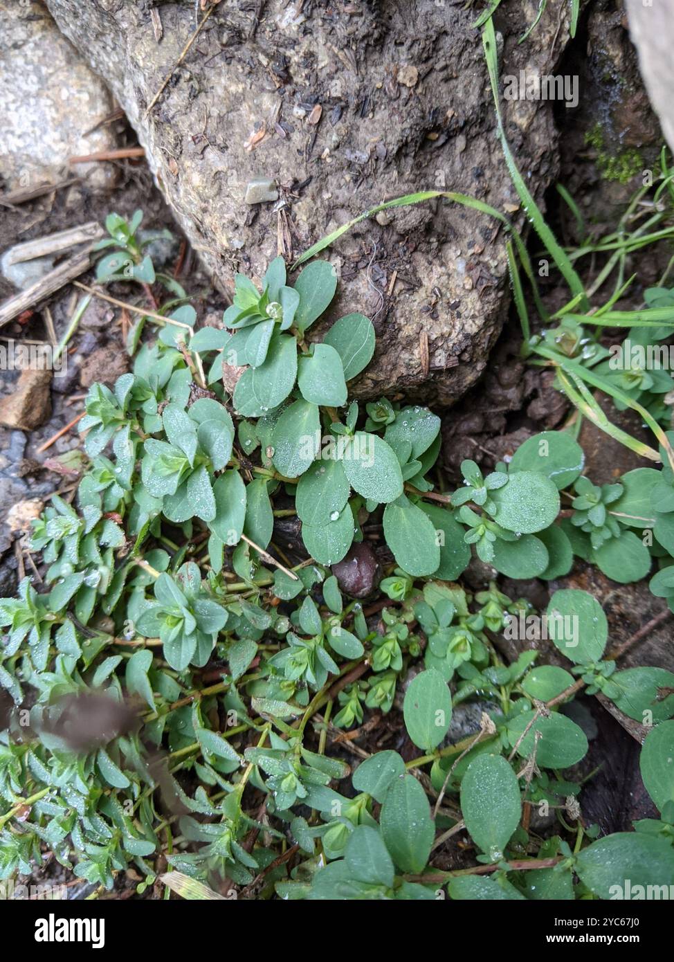 vascular plants (Tracheophyta) Plantae Stock Photo - Alamy