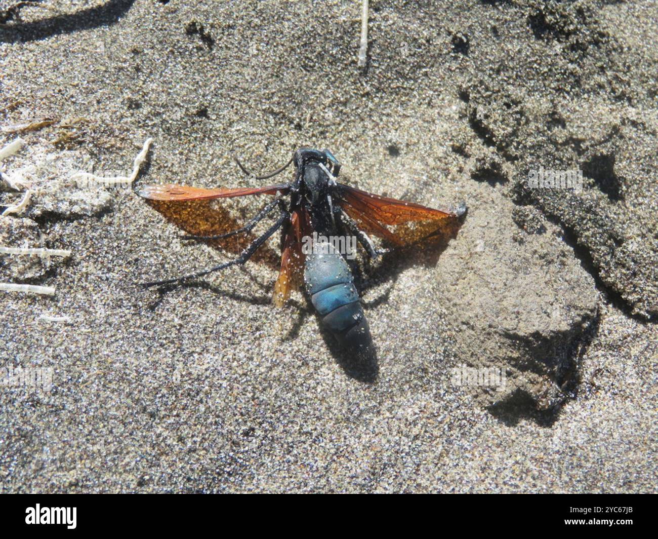 New World Tarantula-hawk Wasps (Pepsis) Insecta Stock Photo - Alamy