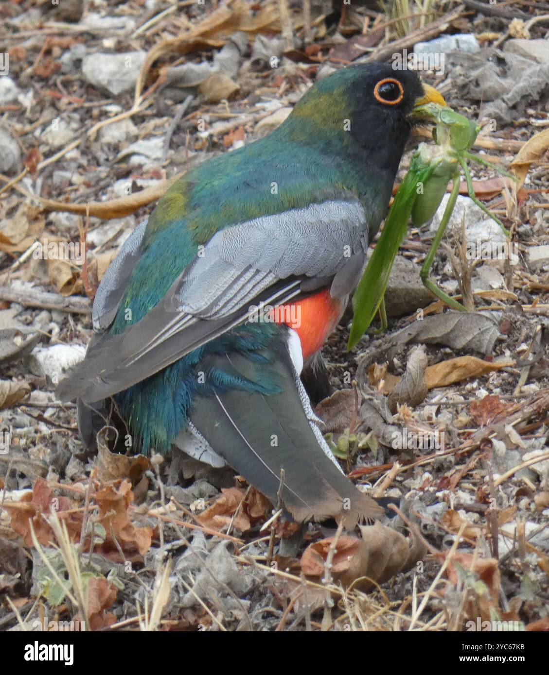 Elegant Trogon (Trogon elegans) Aves Stock Photo - Alamy