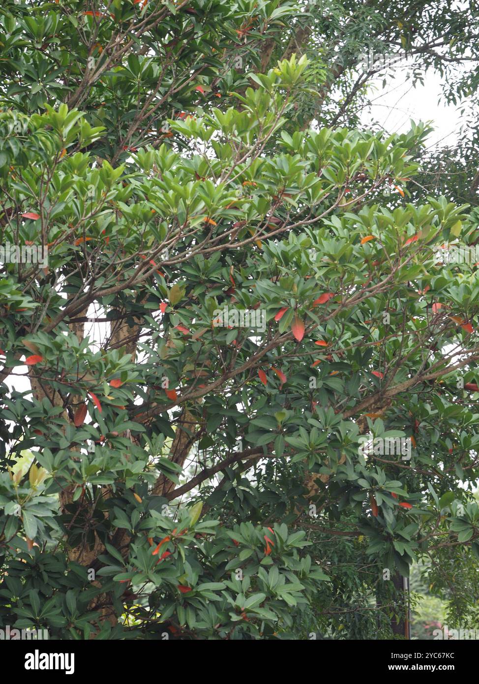 Bronze Loquat (Eriobotrya deflexa) Plantae Stock Photo - Alamy