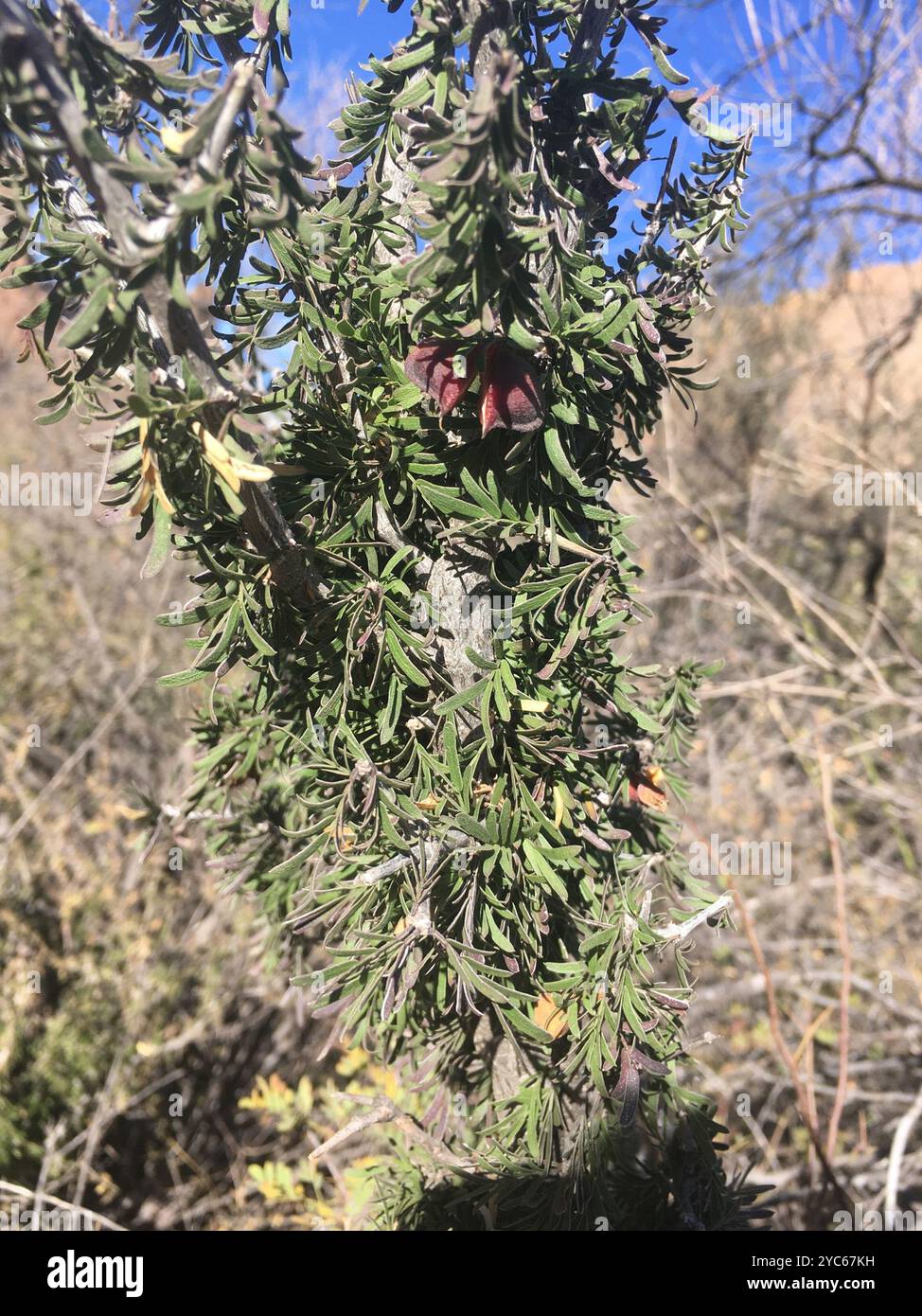 Texas lignum-vitae (Guaiacum angustifolium) Plantae Stock Photo - Alamy