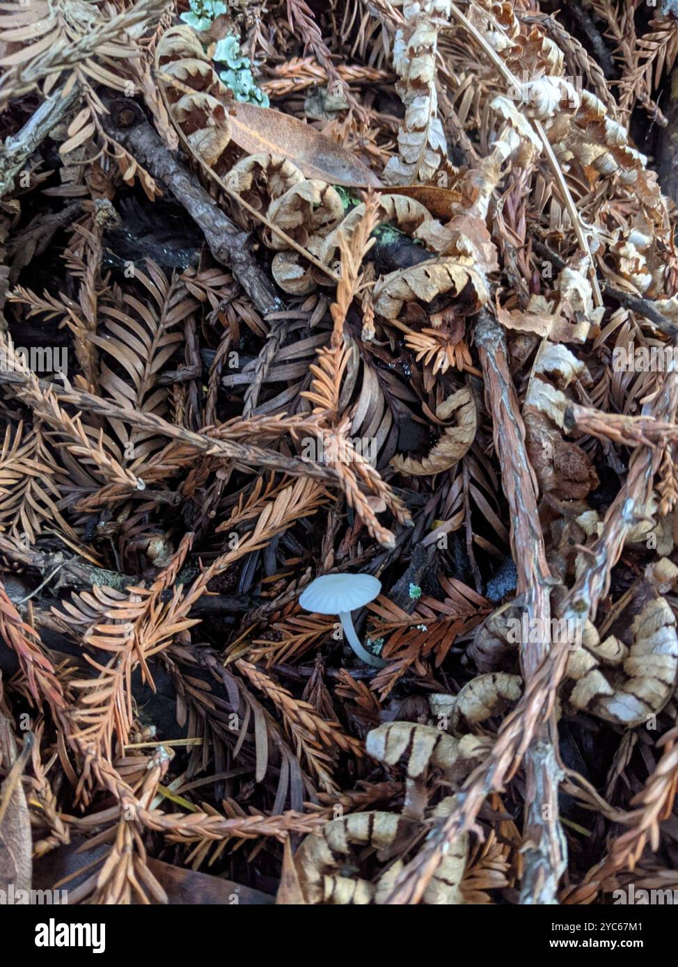 Calhoun's pinwheel (Marasmius calhouniae) Fungi Stock Photo - Alamy