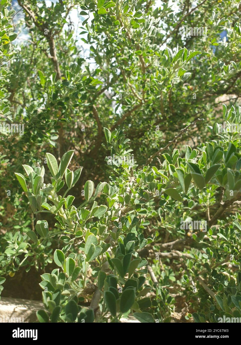 tree medick (Medicago arborea) Plantae Stock Photo - Alamy