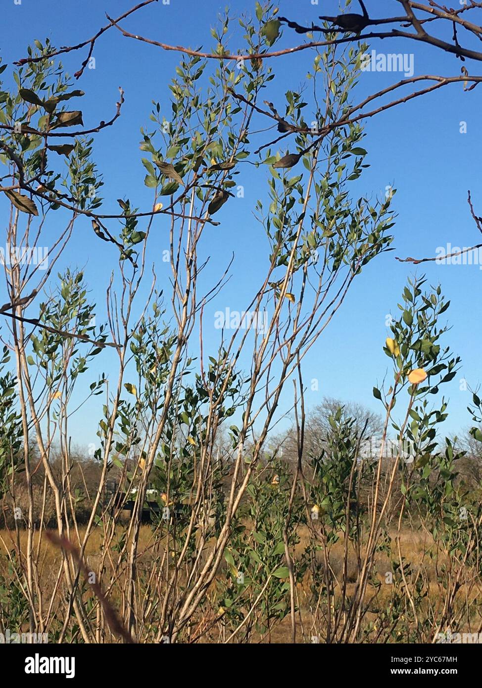 groundsel tree (Baccharis halimifolia) Plantae Stock Photo - Alamy