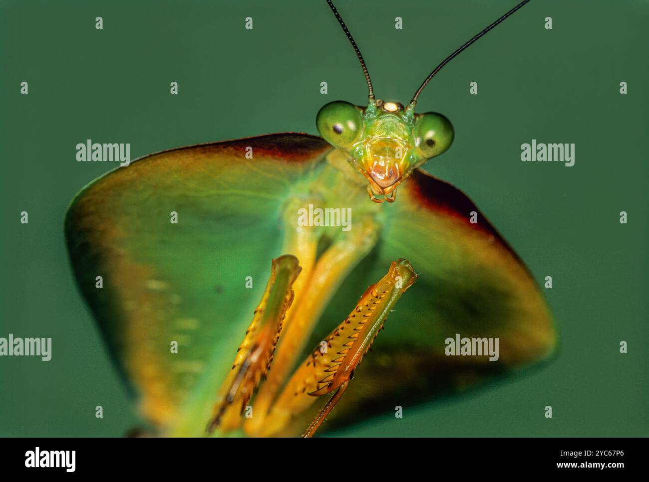 Tropical shield mantid (Choeradodis stalii); tropical cloud forest of ...