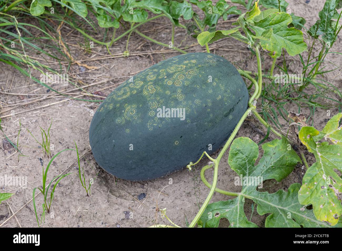 Large dark green watermelon with natural patterns growing on the vine ...