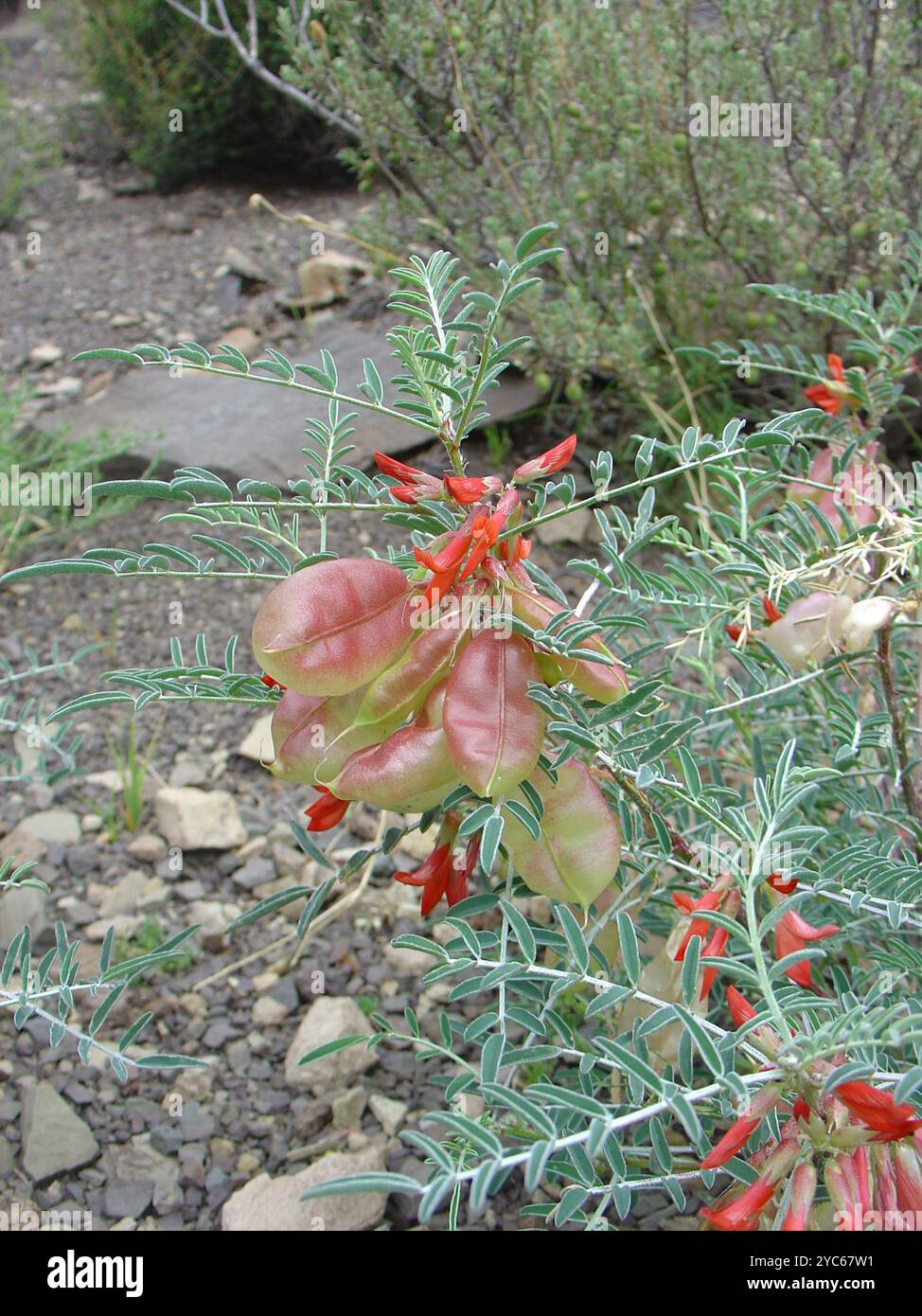 cancer bush (Lessertia frutescens) Plantae Stock Photo - Alamy