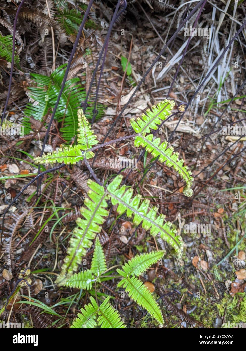 false staghorn fern (Dicranopteris linearis) Plantae Stock Photo - Alamy