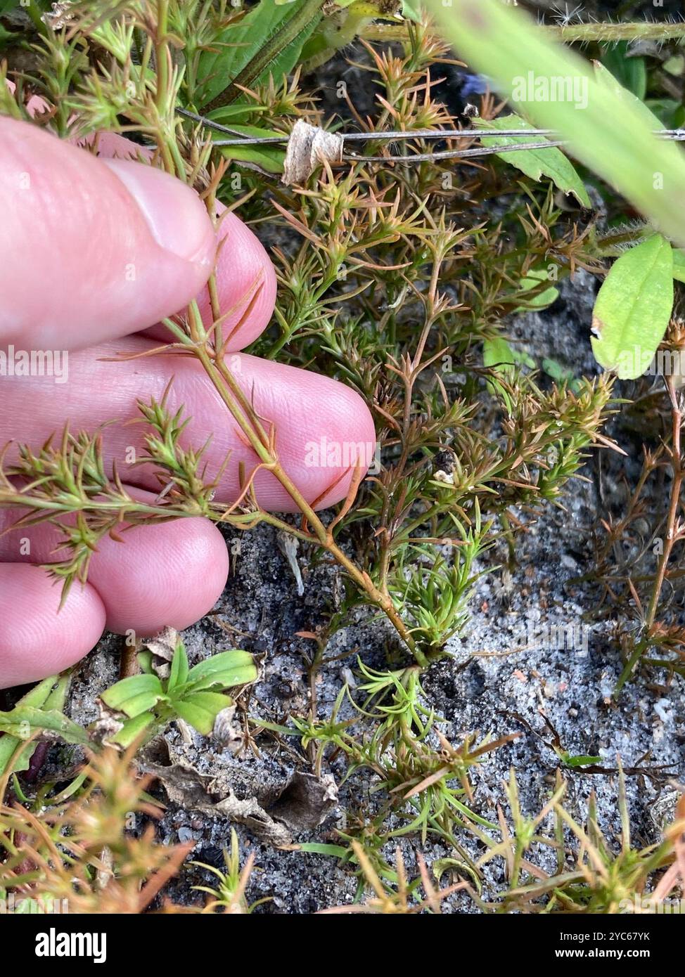 Rust Weed (Polypremum procumbens) Plantae Stock Photo - Alamy