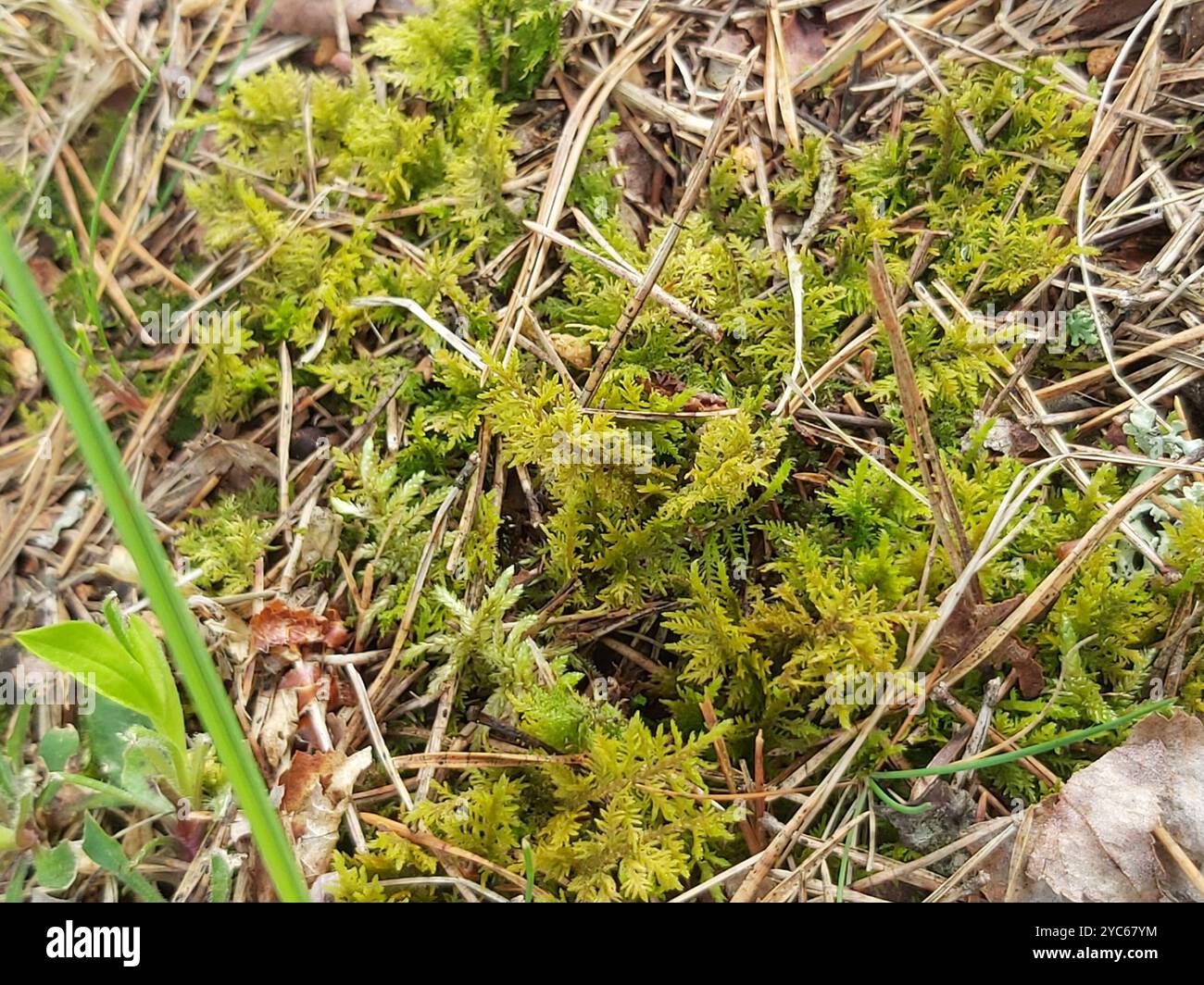 fern mosses (Thuidium) Plantae Stock Photo - Alamy