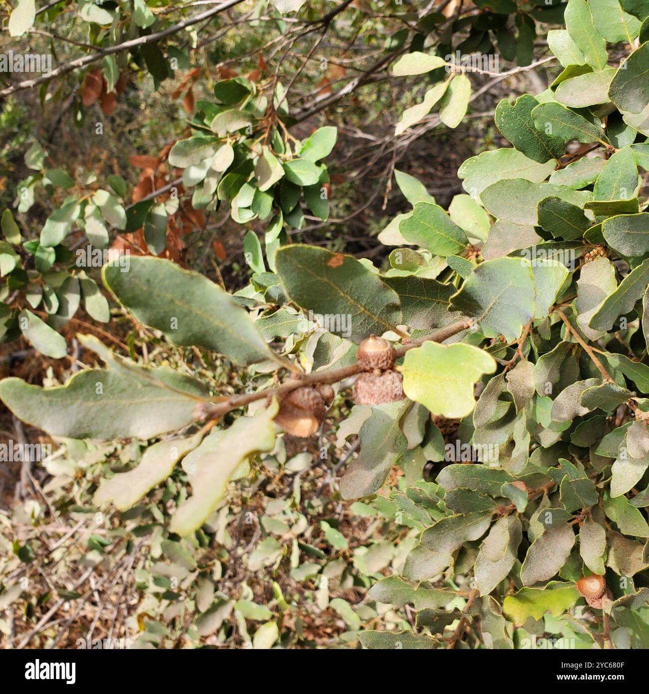 Engelmann oak (Quercus engelmannii) Plantae Stock Photo - Alamy