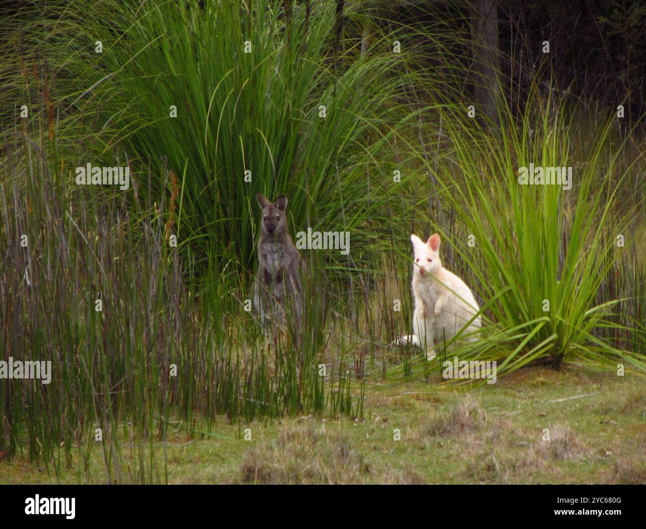 Bennett's Wallaby (Notamacropus rufogriseus rufogriseus) Mammalia Stock ...