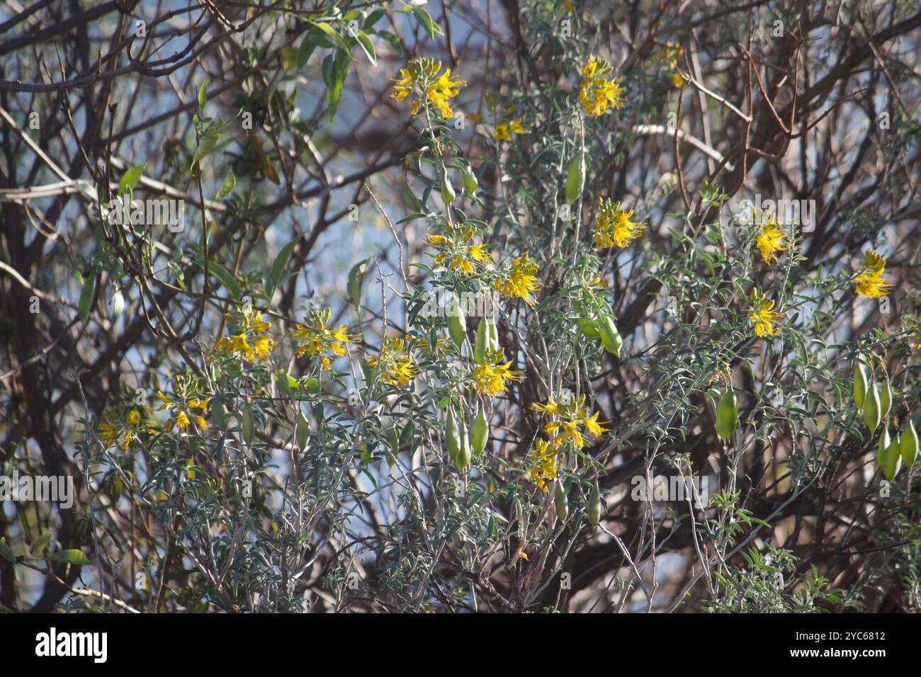 (Cleomella arborea angustata) Plantae Stock Photo - Alamy