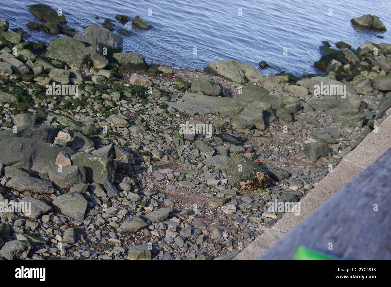 Atlantic Ribbed Mussel (Geukensia demissa) Mollusca Stock Photo - Alamy