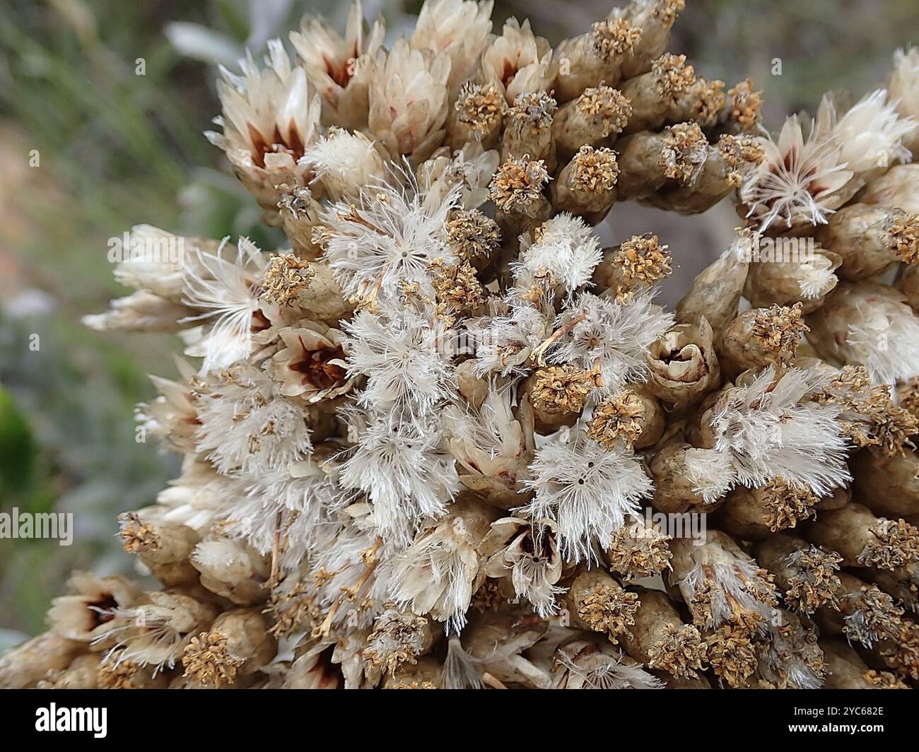 Button Sewejaartjie (Syncarpha milleflora) Plantae Stock Photo - Alamy