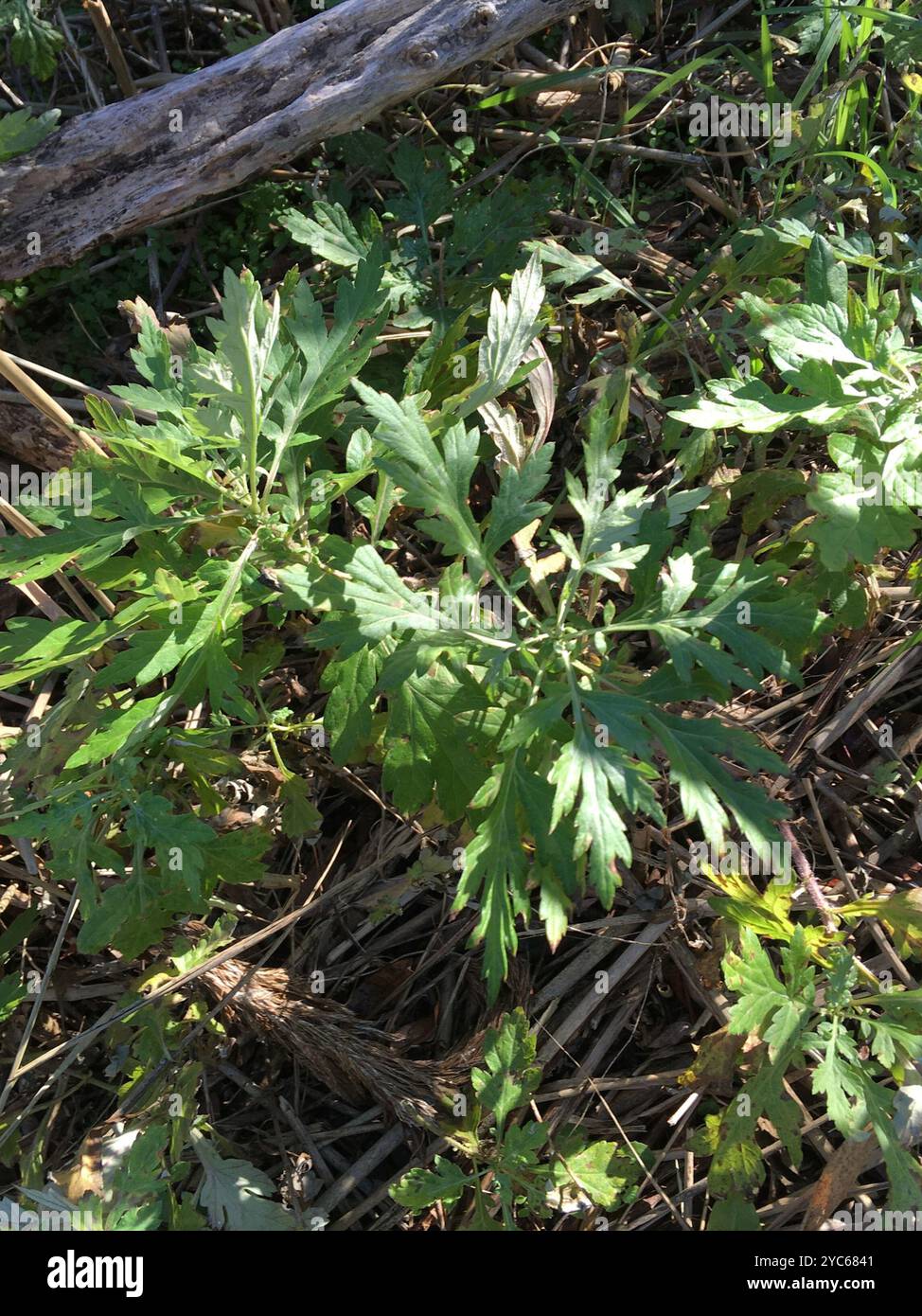 common mugwort (Artemisia vulgaris) Plantae Stock Photo - Alamy