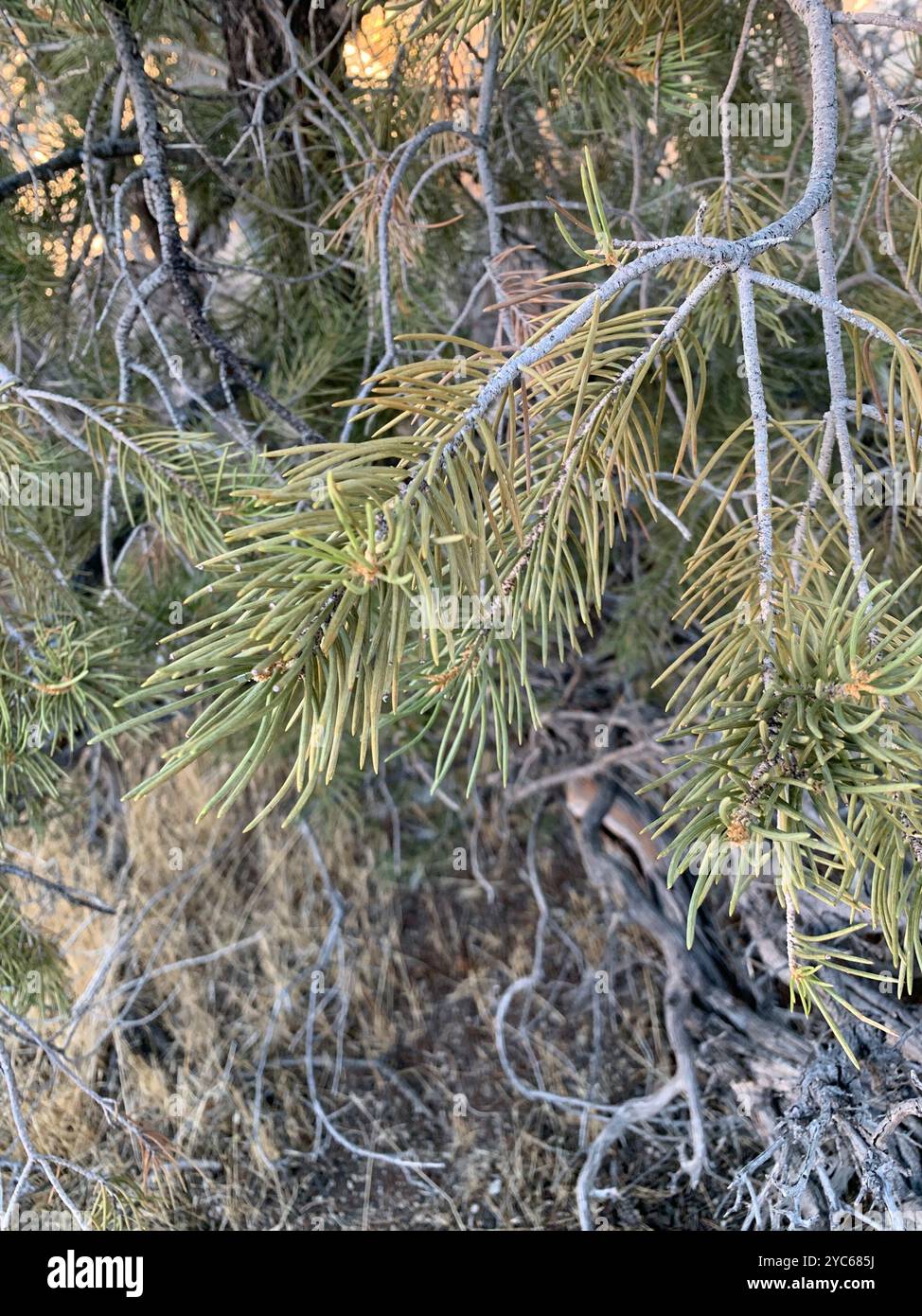 singleleaf pinyon (Pinus monophylla) Plantae Stock Photo - Alamy