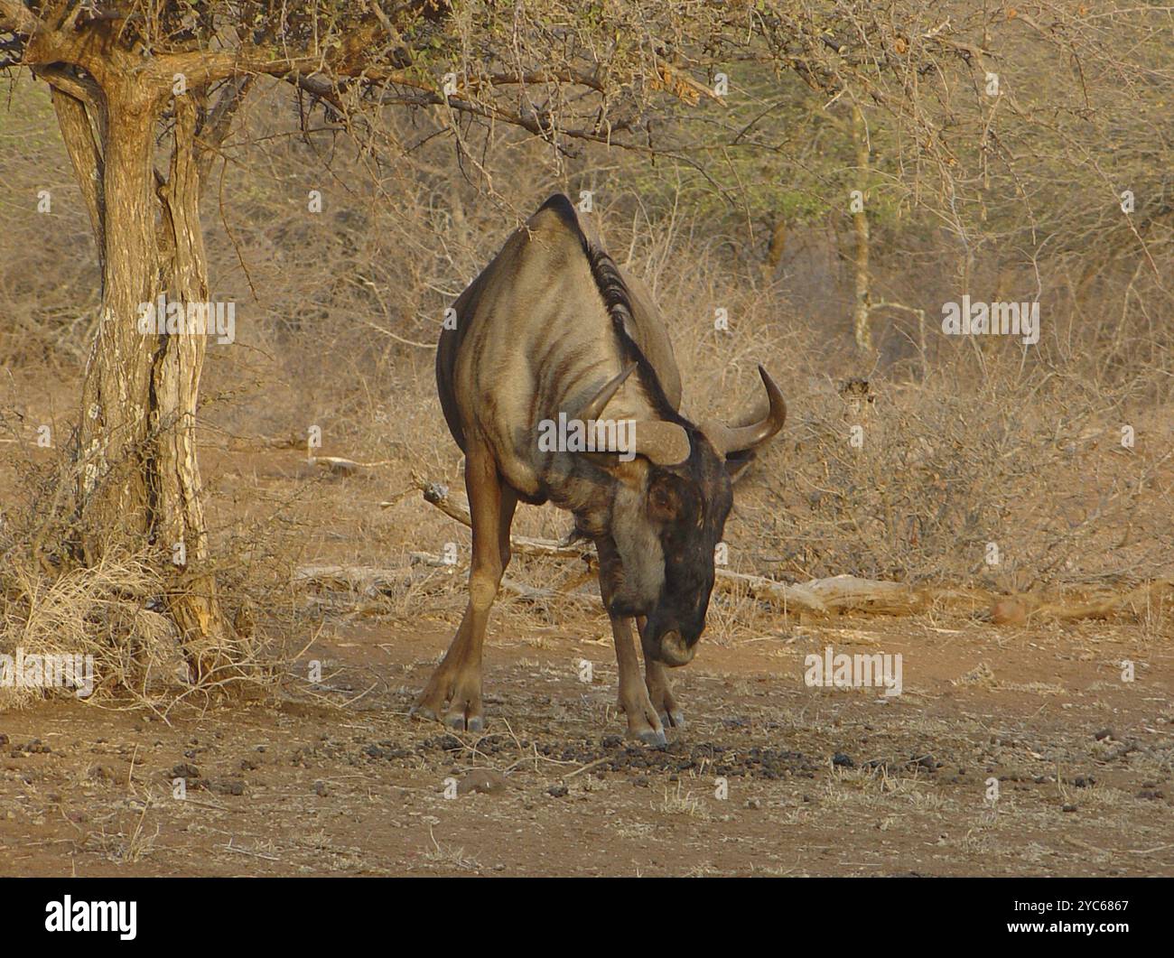 Blue Wildebeest (Connochaetes taurinus taurinus) Mammalia Stock Photo ...
