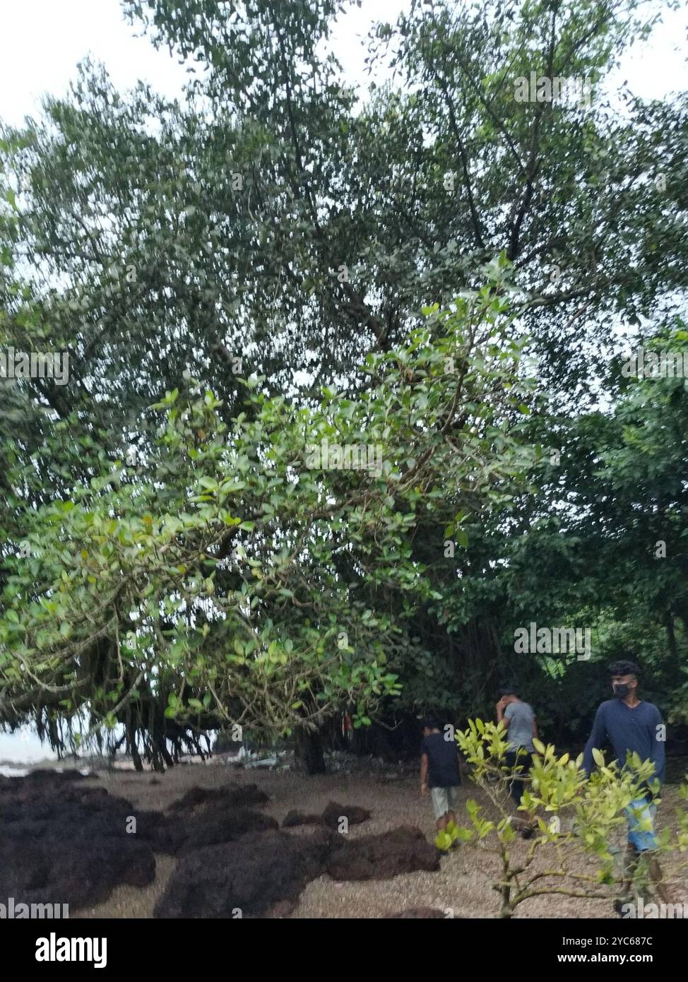 Indian banyan (Ficus benghalensis) Plantae Stock Photo - Alamy