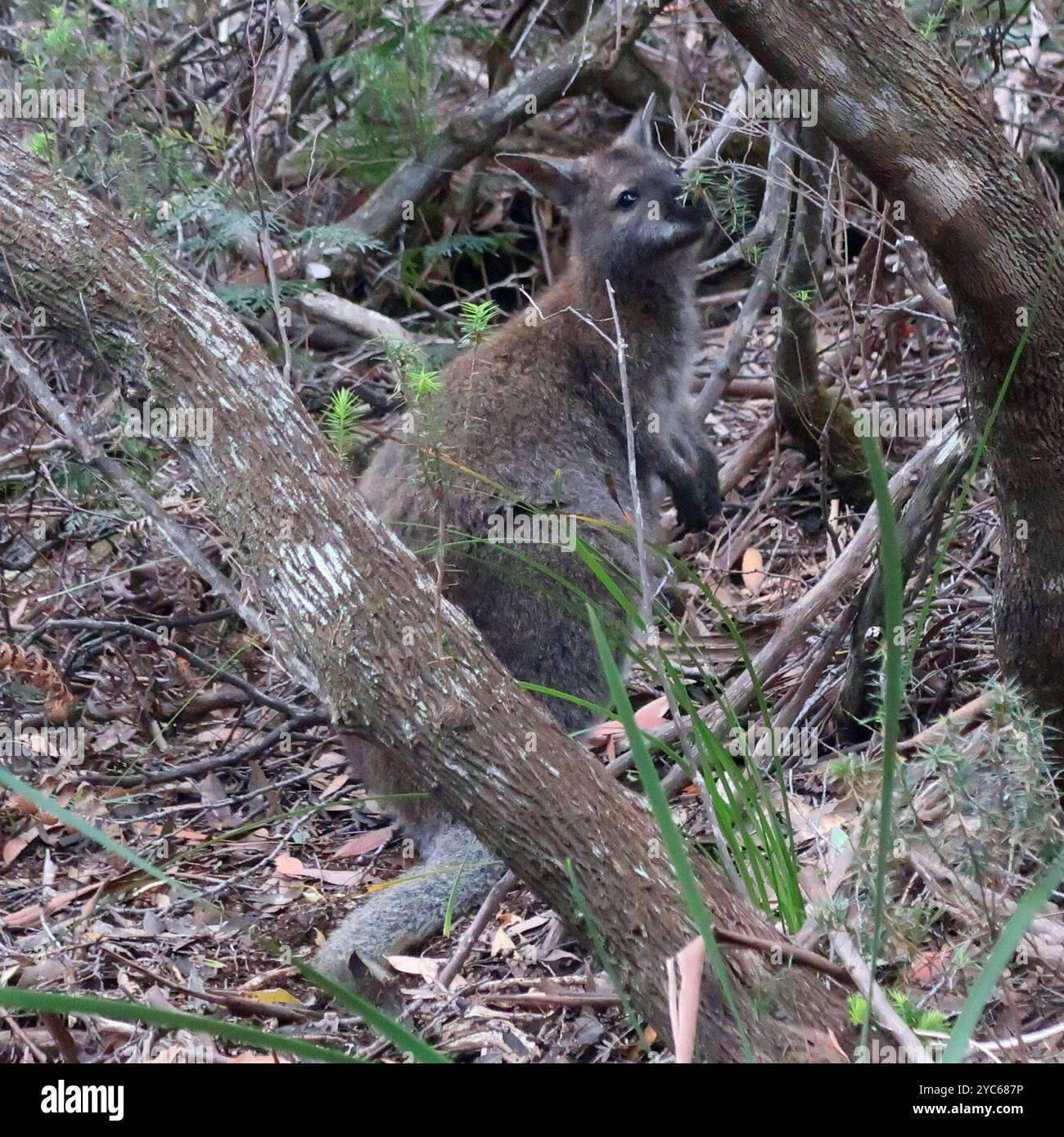Bennett's Wallaby (Notamacropus rufogriseus rufogriseus) Mammalia Stock ...