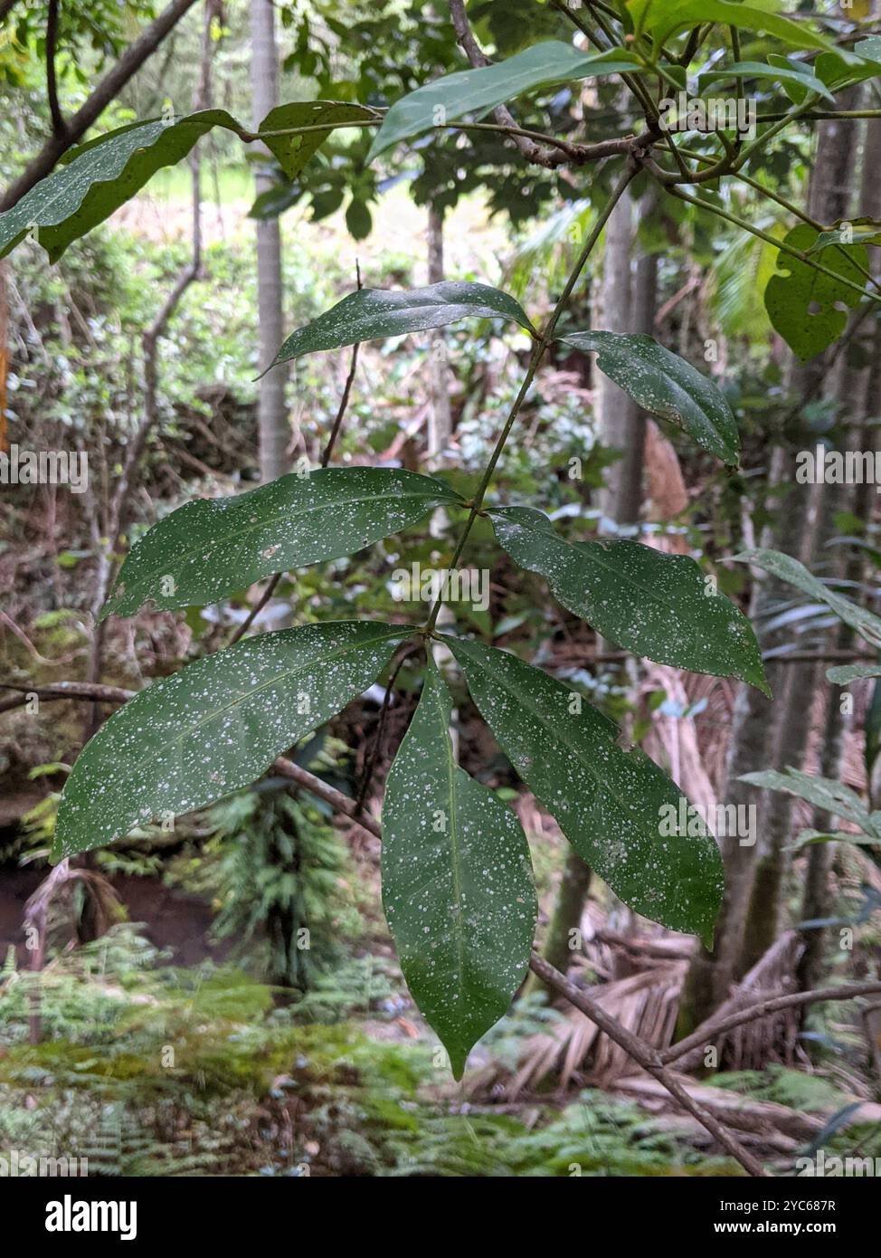 scentless rosewood (Synoum glandulosum) Plantae Stock Photo - Alamy