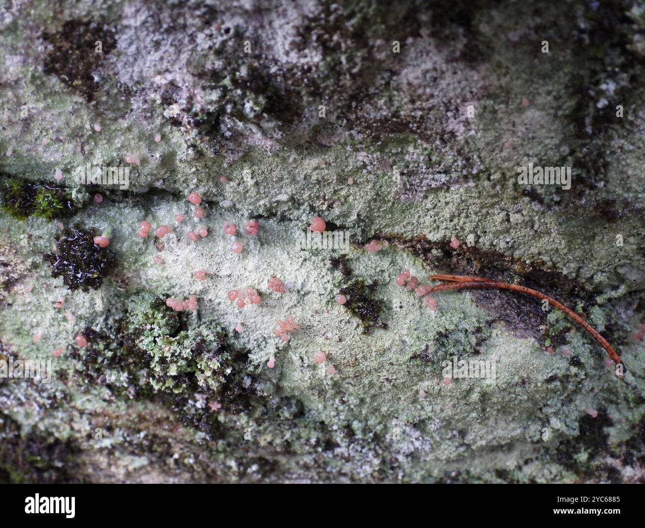 Scale Beret Lichen (Baeomyces carneus) Fungi Stock Photo - Alamy