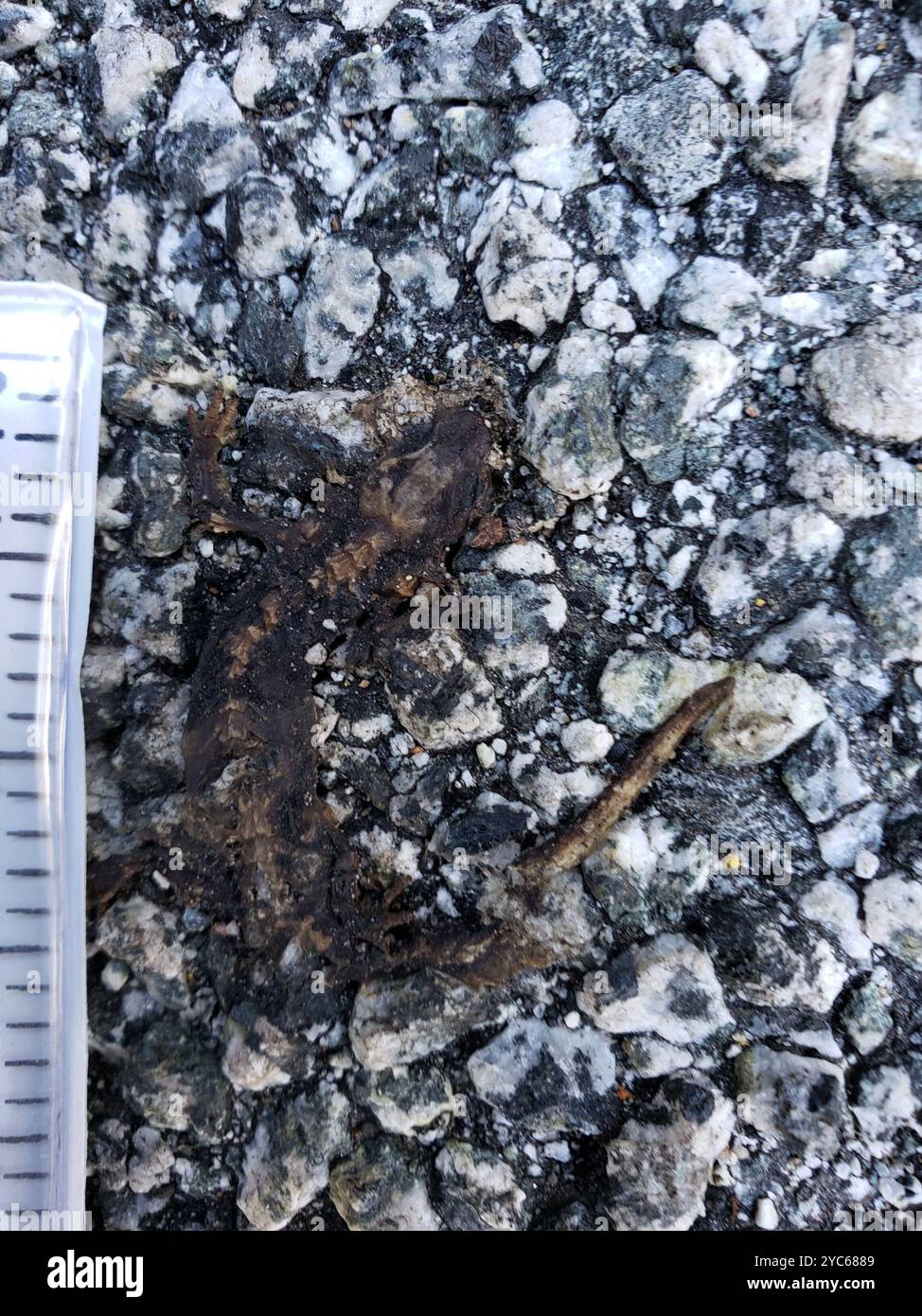 Pacific Newts (Taricha) Amphibia Stock Photo - Alamy