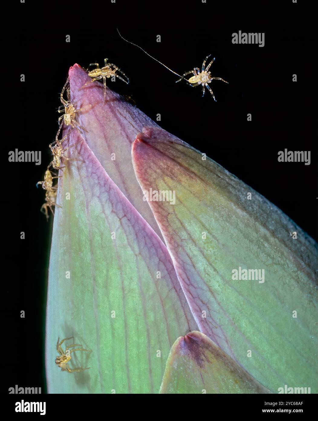 Newly hatched spiders hi-res stock photography and images - Alamy