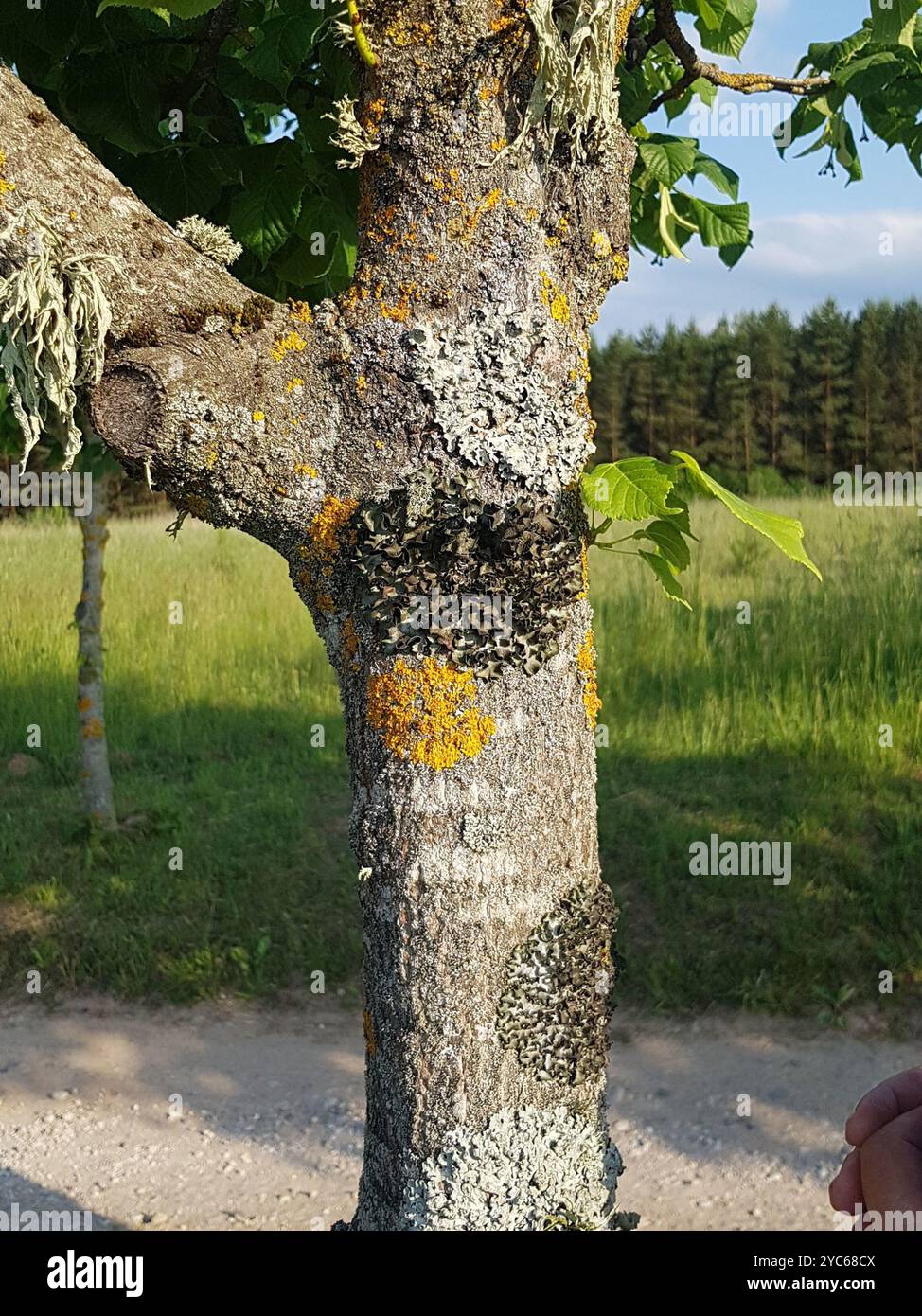 (Pleurosticta acetabulum) Fungi Stock Photo - Alamy