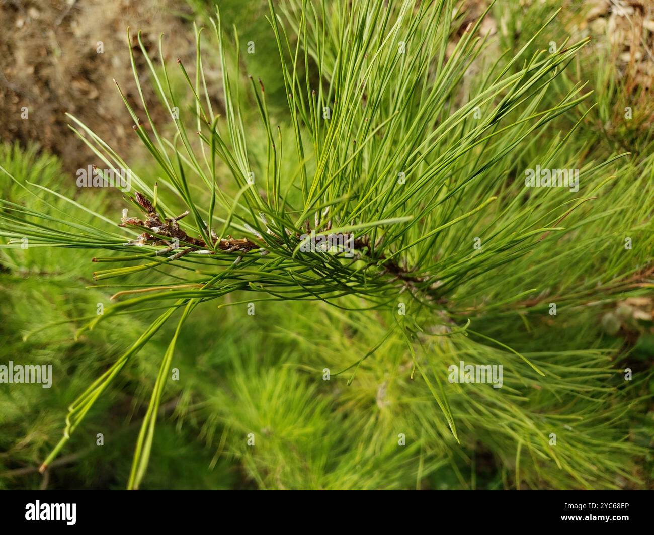 American hard pines (Trifoliae) Plantae Stock Photo - Alamy