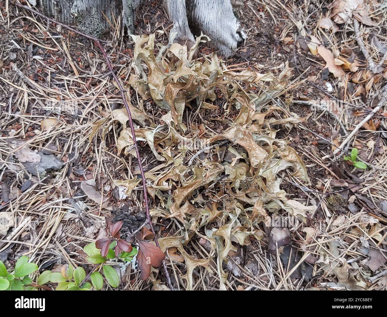 Iceland Lichen (Cetraria islandica) Fungi Stock Photo - Alamy