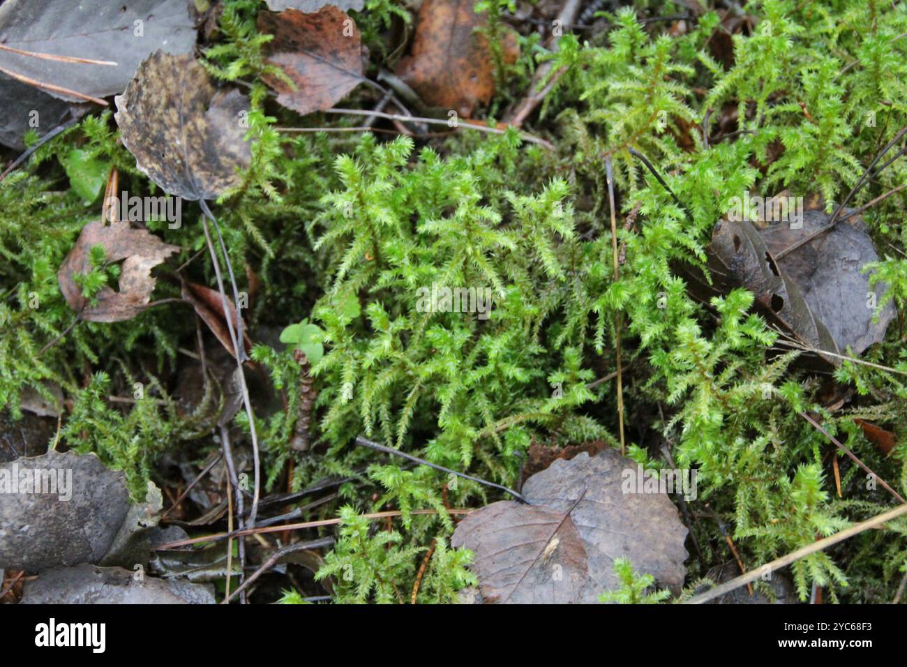 rough goose neck moss (Hylocomiadelphus triquetrus) Plantae Stock Photo ...