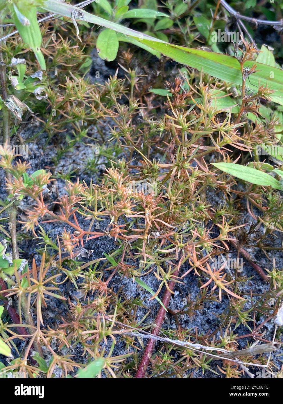 Rust Weed (Polypremum procumbens) Plantae Stock Photo - Alamy