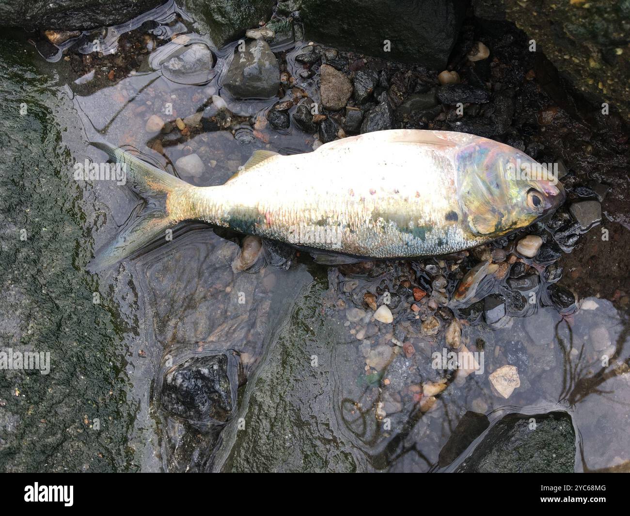 Atlantic Menhaden (Brevoortia tyrannus) Actinopterygii Stock Photo - Alamy