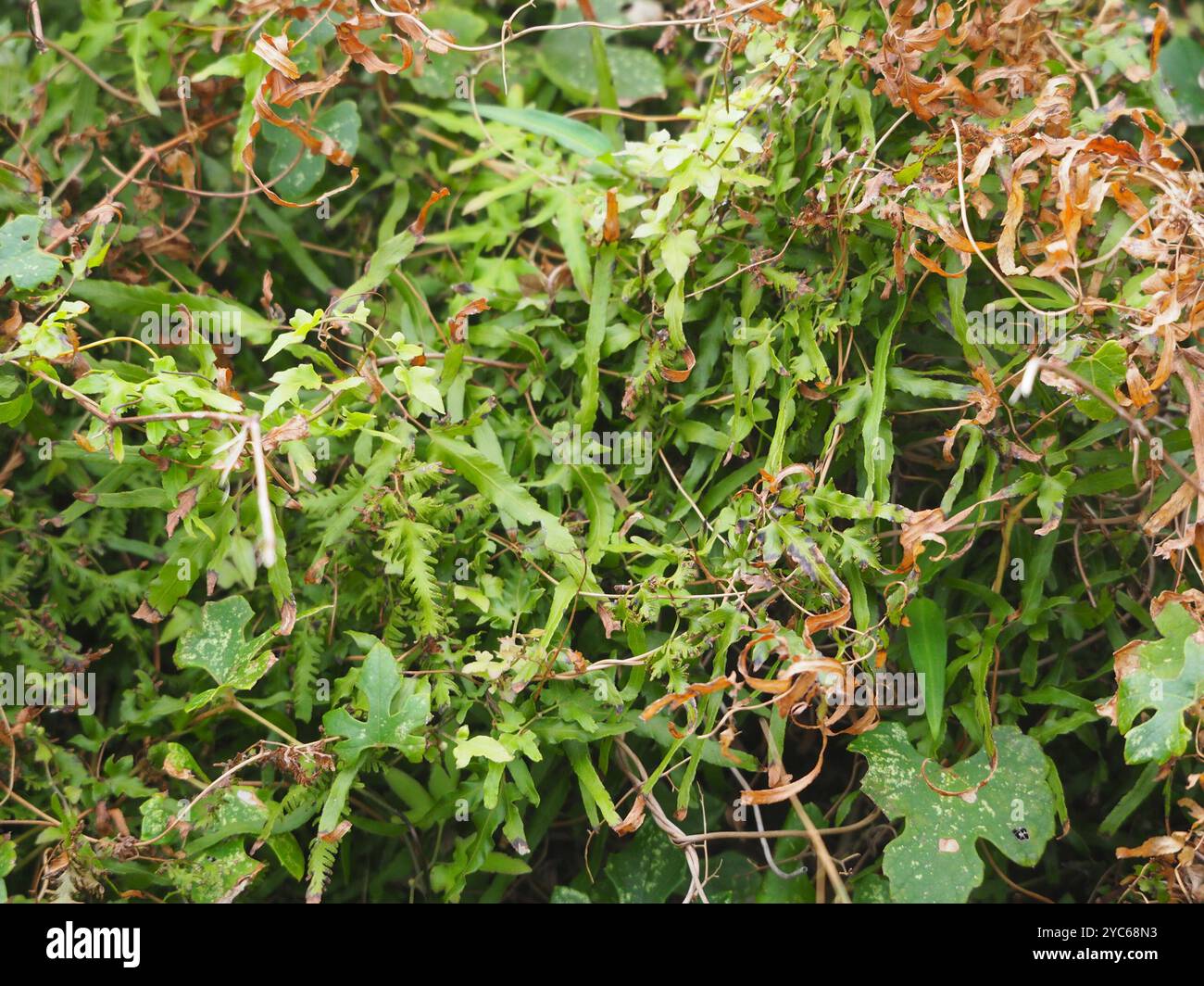 Japanese climbing fern (Lygodium japonicum) Plantae Stock Photo - Alamy