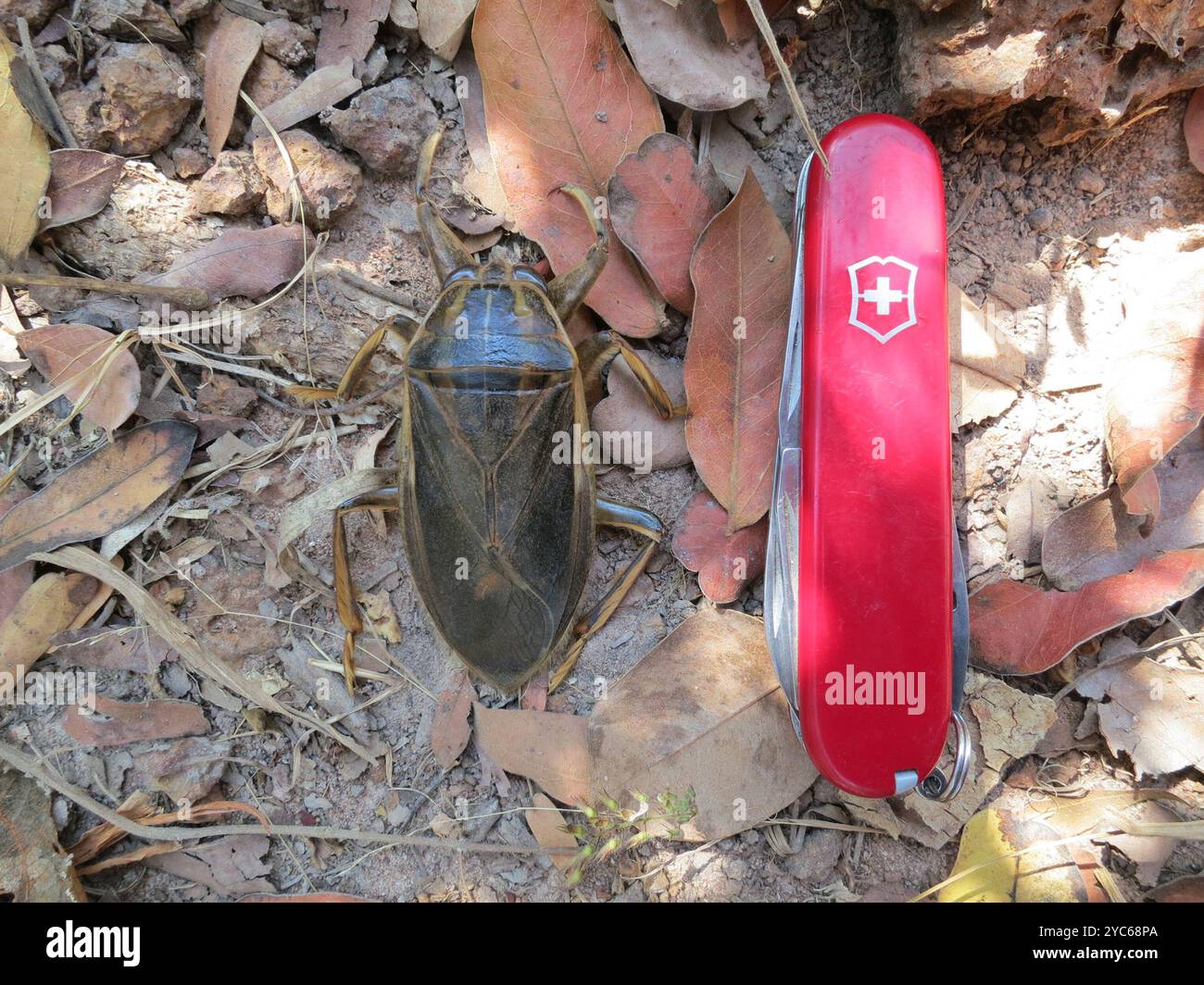 Great Waterbugs (Hydrocyrius) Insecta Stock Photo - Alamy