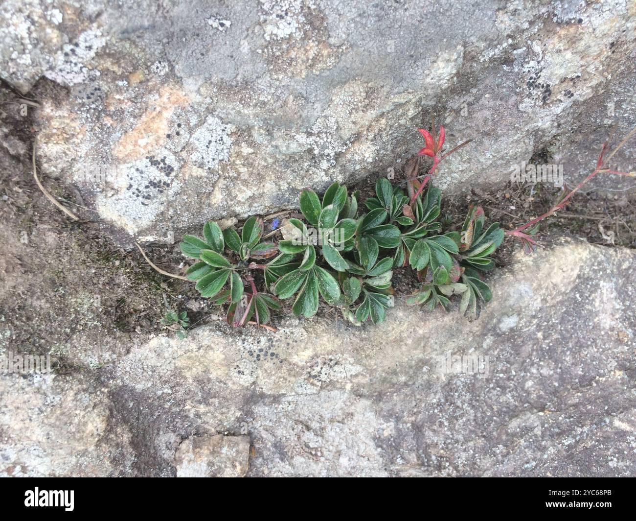 three-toothed cinquefoil (Sibbaldiopsis tridentata) Plantae Stock Photo ...